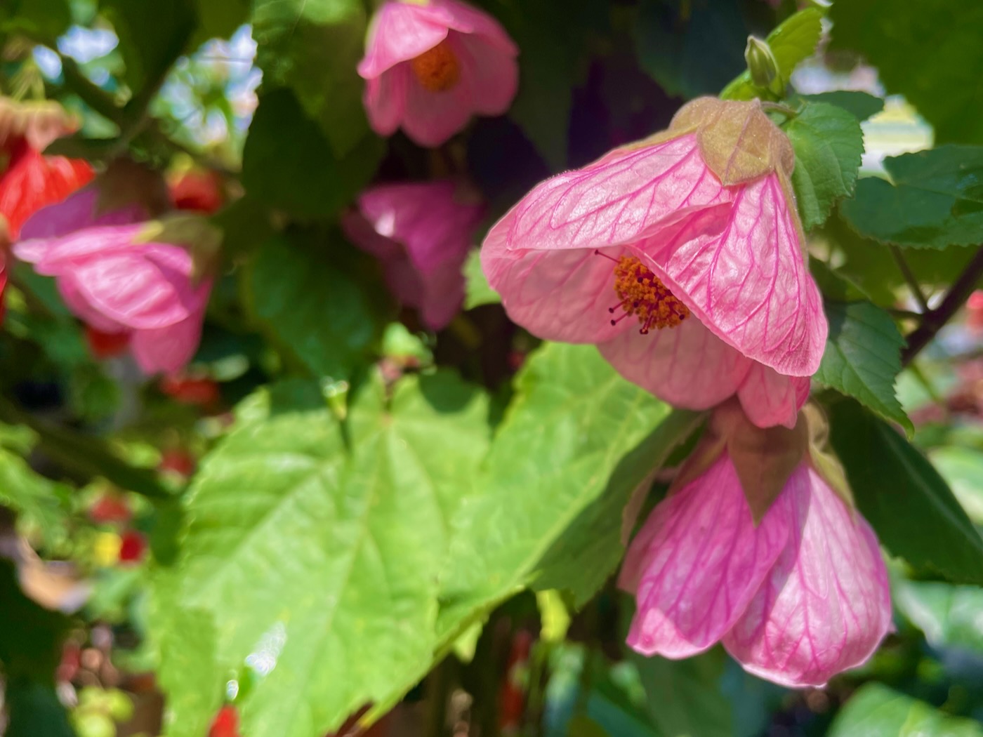 Abutilon 'Rosalie' or Flowering Maple | Online Flower Garden