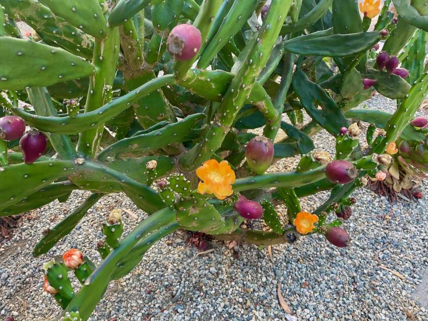 Opuntia ficus-indica | Online Flower Garden