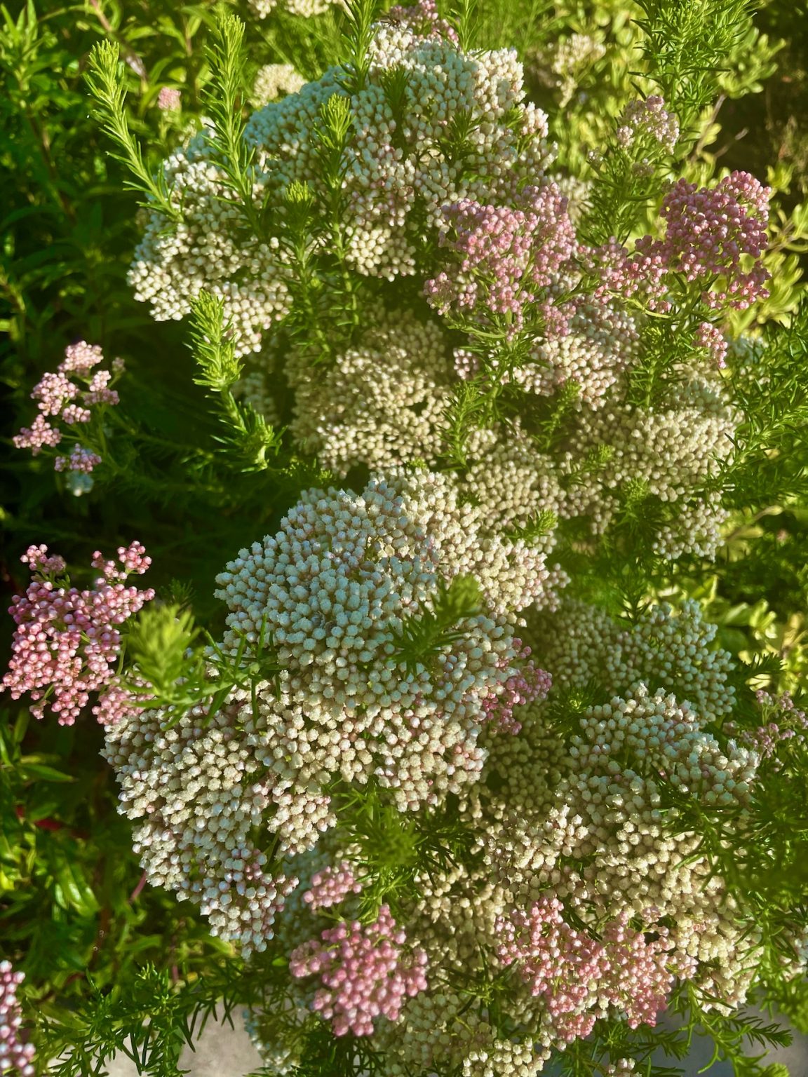 Ozothamnus diosmifolius 'Pink' | Online Flower Garden
