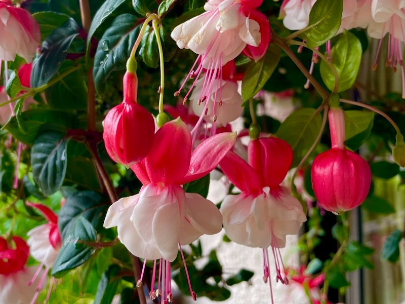 Fuchsia 'Swingtime' | Online Flower Garden