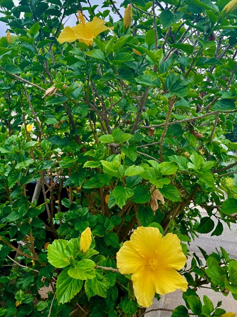Hibiscus rosa-sinensis ‘Fort Myers’ | Online Flower Garden