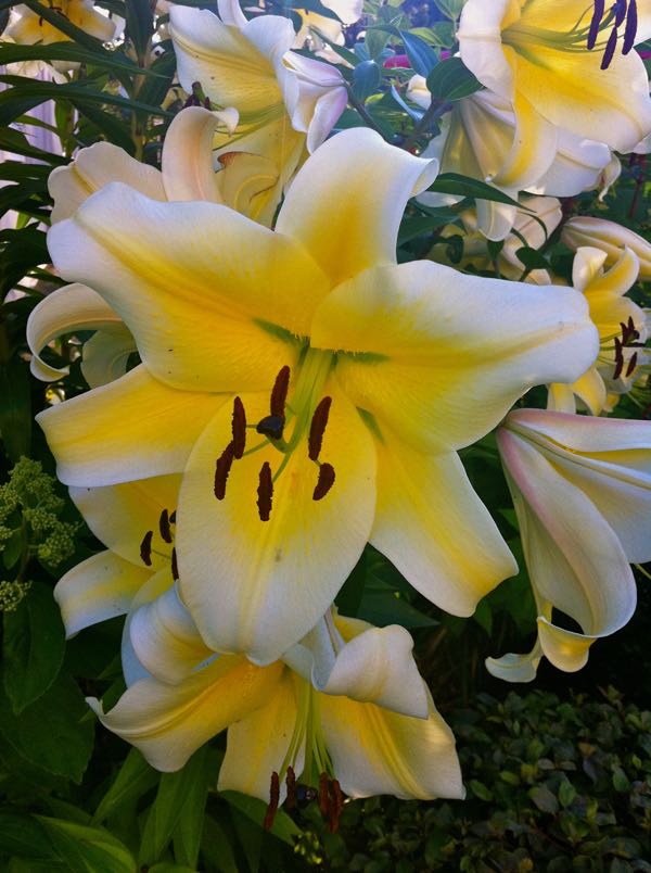 Giant Lilium or Giant Lily | Online Flower Garden