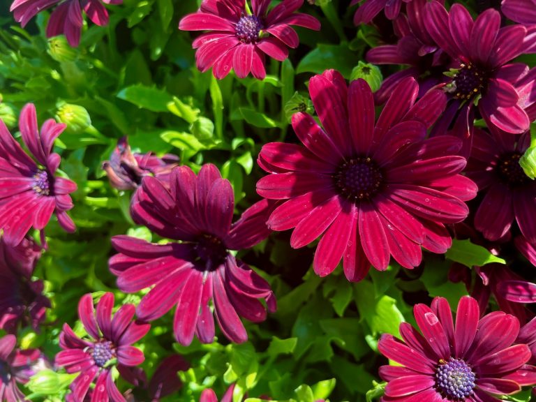 Osteospermum 'Premier Red' | Online Flower Garden