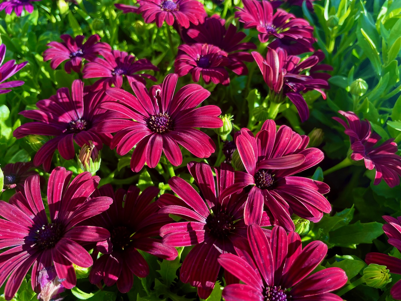 Osteospermum 'Premier Red' | Online Flower Garden