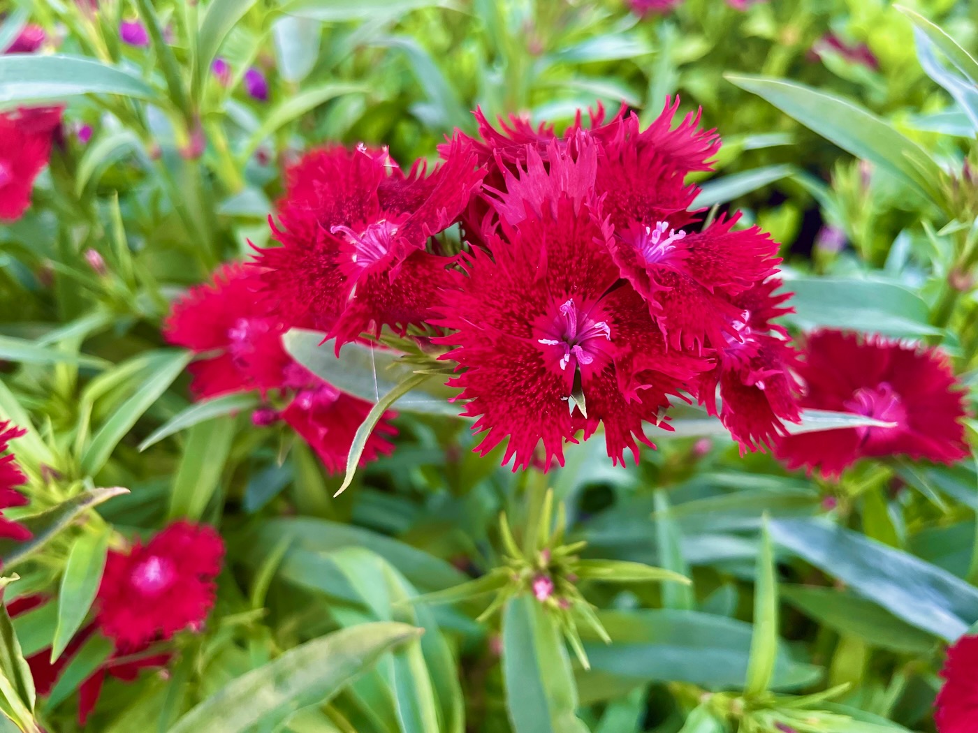 Dianthus 'Rockin™ Red' | Online Flower Garden