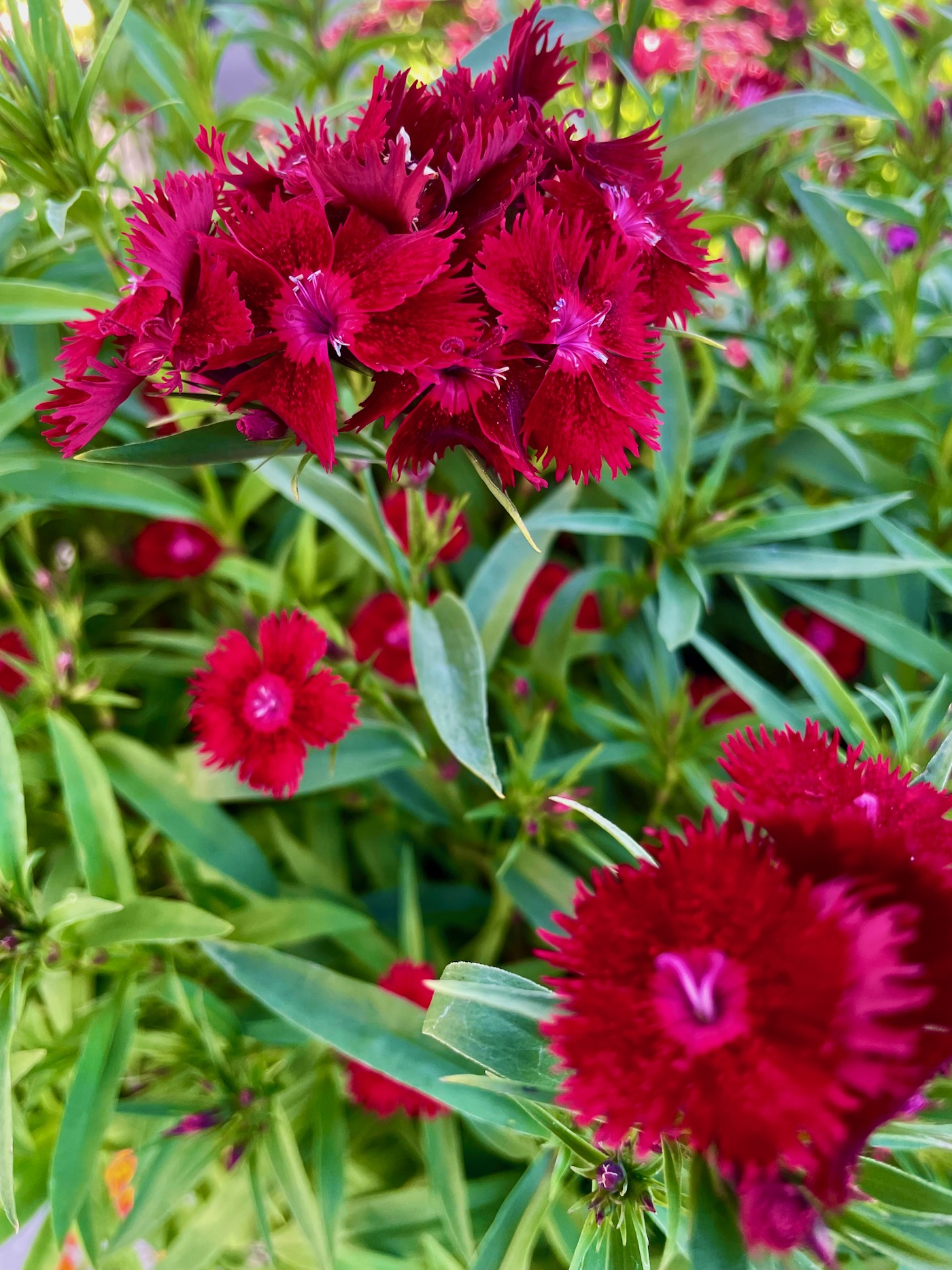 Dianthus 'Rockin™ Red' | Online Flower Garden
