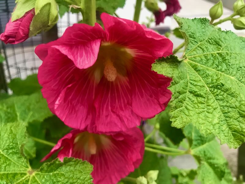 Althaea rosea or Alcea rosea or commonly called Hollyhock