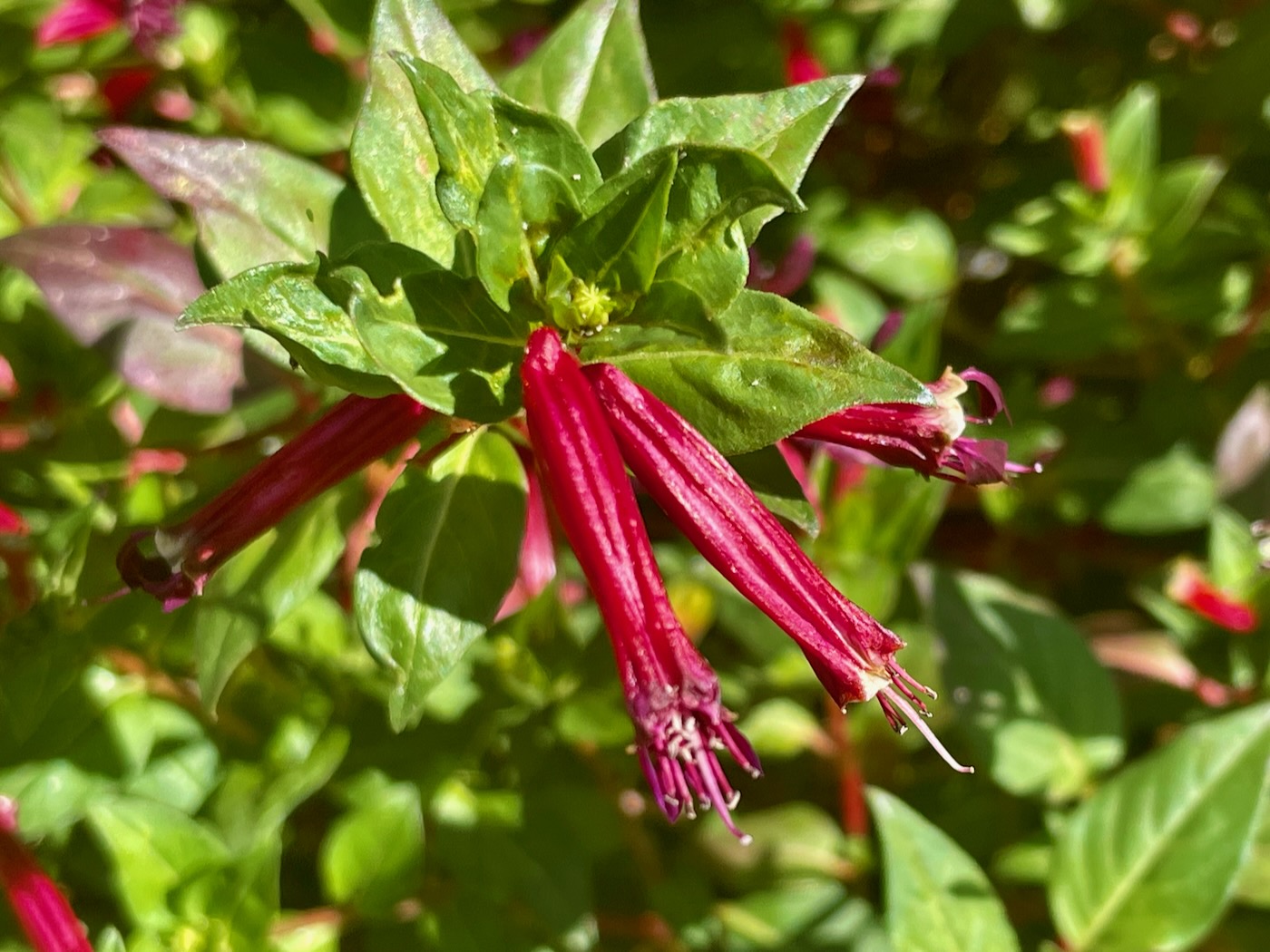 Cuphea hyssopifolia 'Cubano ™ Cristo' | Online Flower Garden