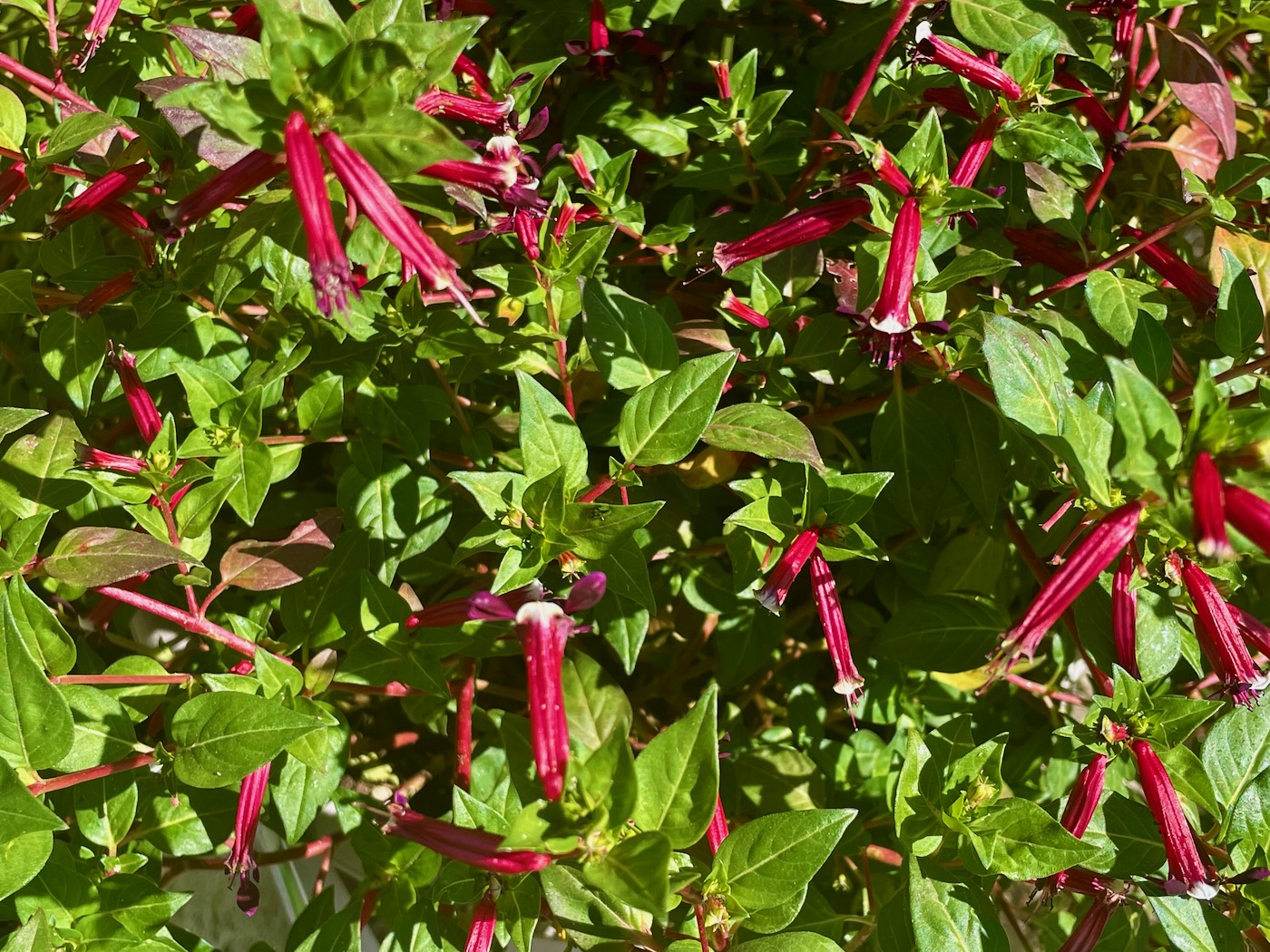 Cuphea hyssopifolia 'Cubano ™ Cristo' | Online Flower Garden
