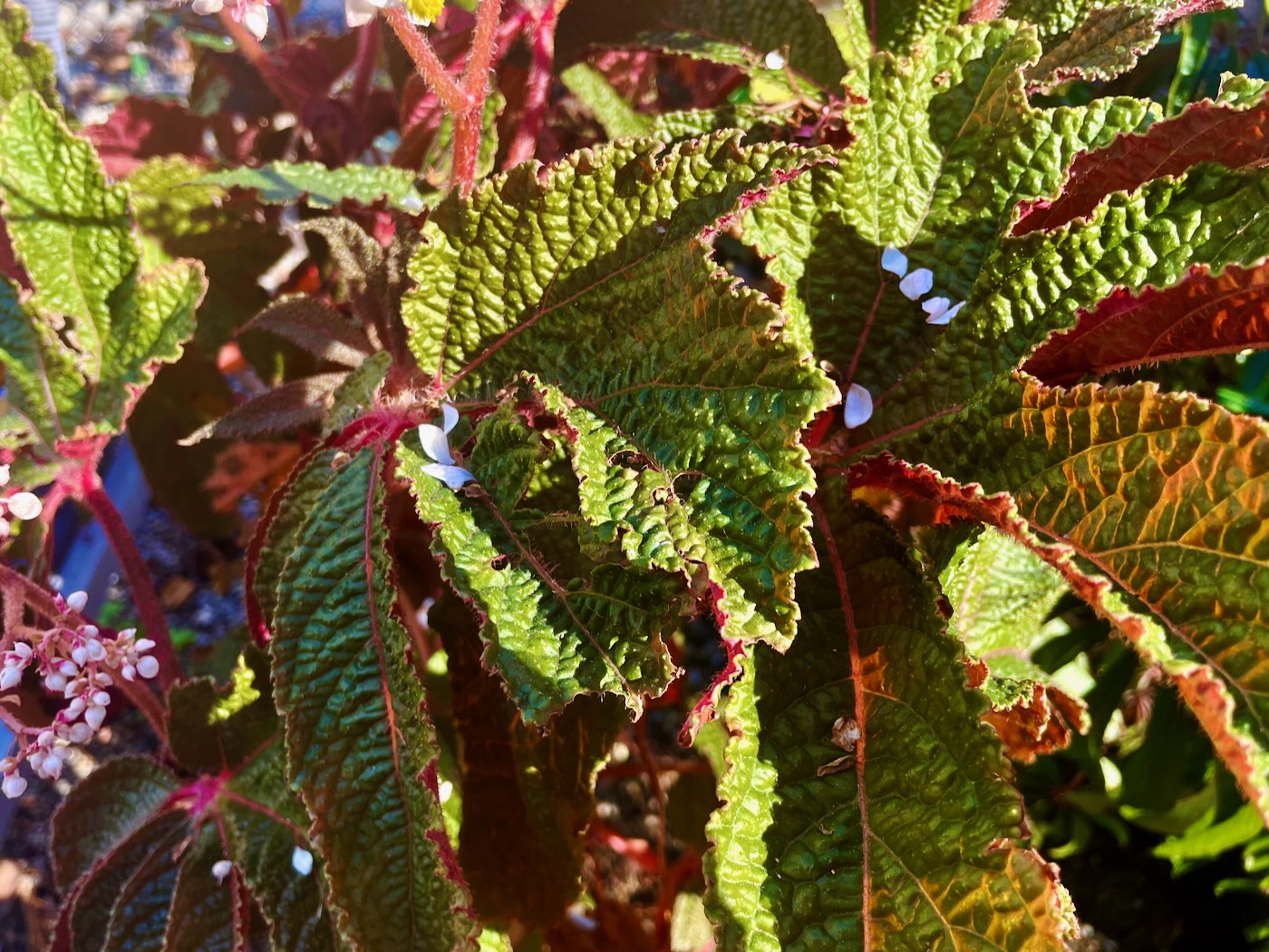 Begonia 'Paul Hernandez' | Online Flower Garden