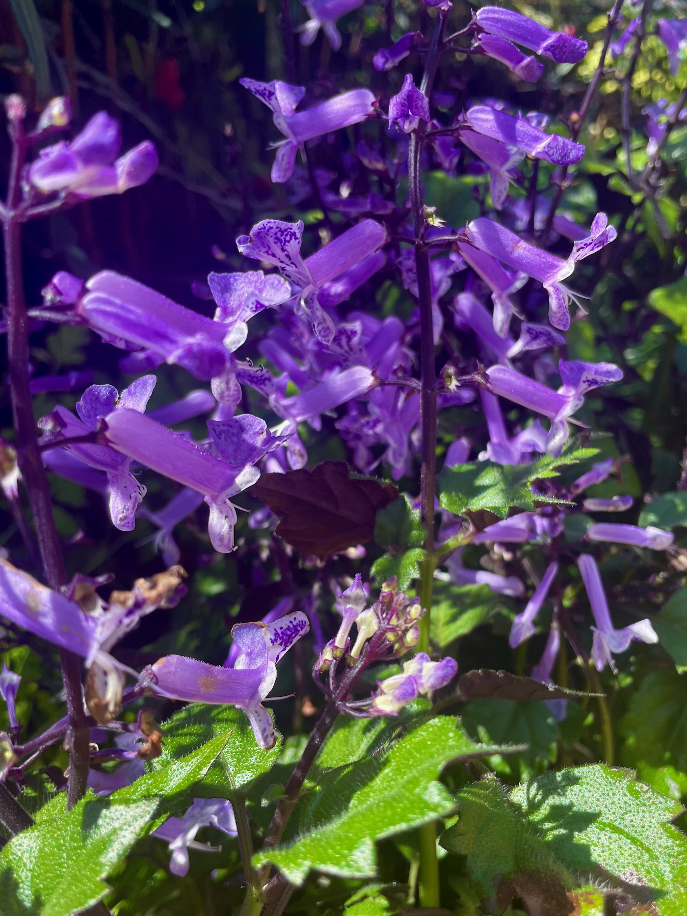 Plectranthus 'Velvet Elvis' | Online Flower Garden