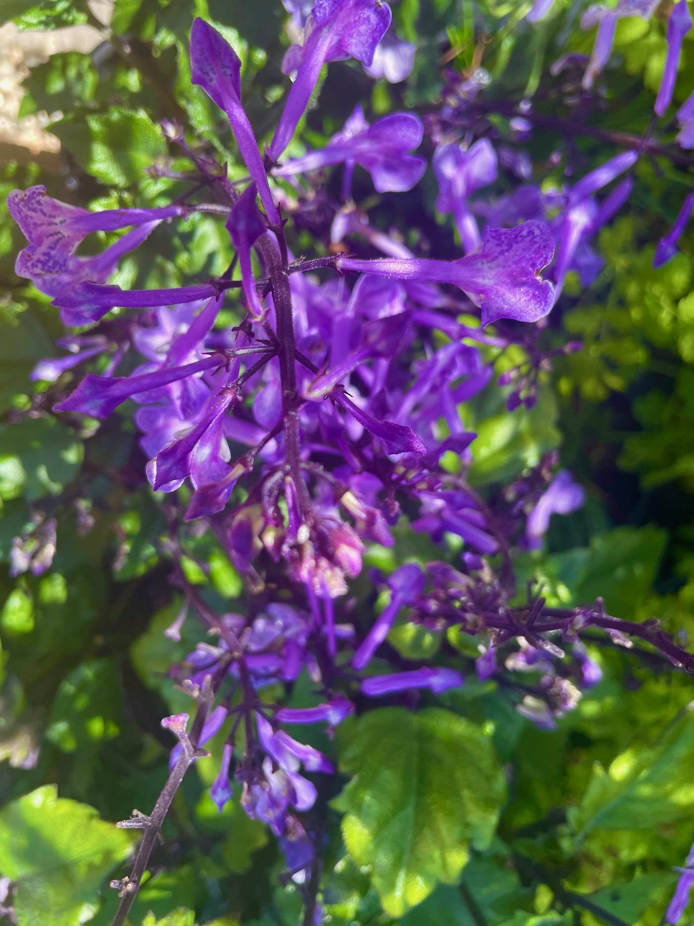 Plectranthus 'Velvet Elvis' | Online Flower Garden