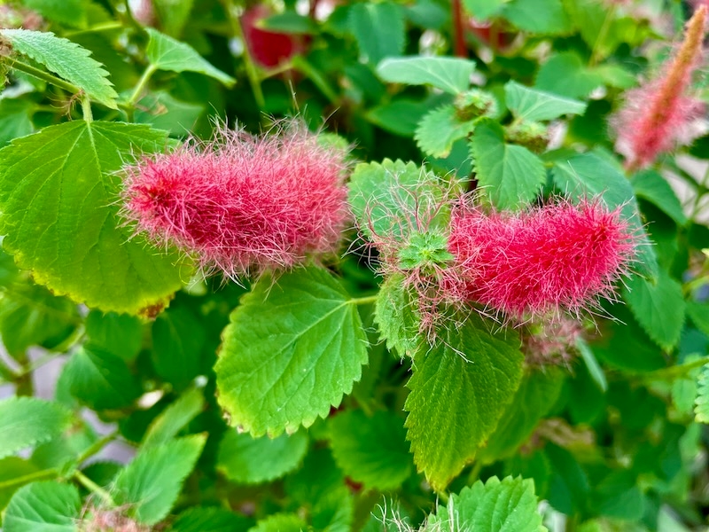 Acalypha pendula or Firetail Chenille | Online Flower Garden