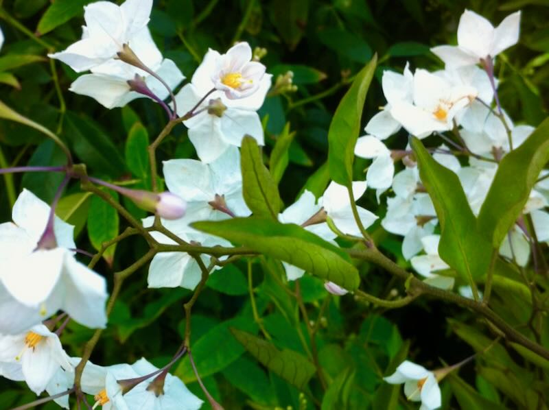 Potato Vine or Solanum Jasminoides | Online Flower Garden