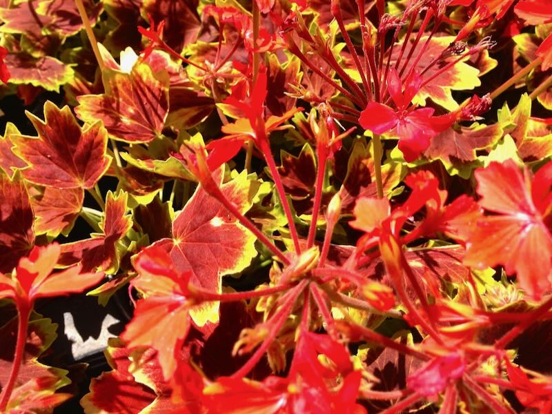 A Guide to Zonal Geranium or Pelargonium x hortorum