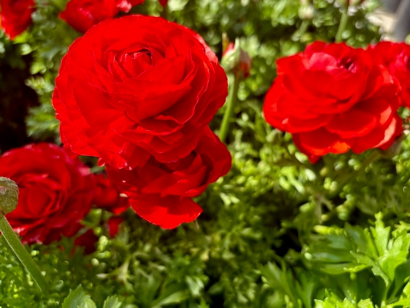 Ranunculus 'Maché Red' | Online Flower Garden