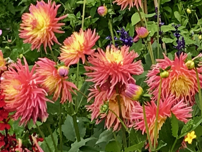 Dahlia ‘Star Elite’ | Online Flower Garden