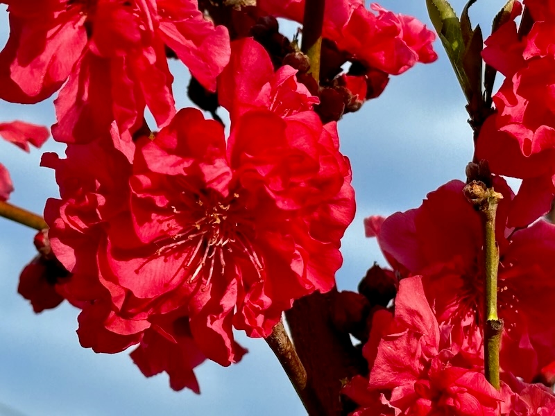 Prunus persica 'Magnifica' | Online Flower Garden
