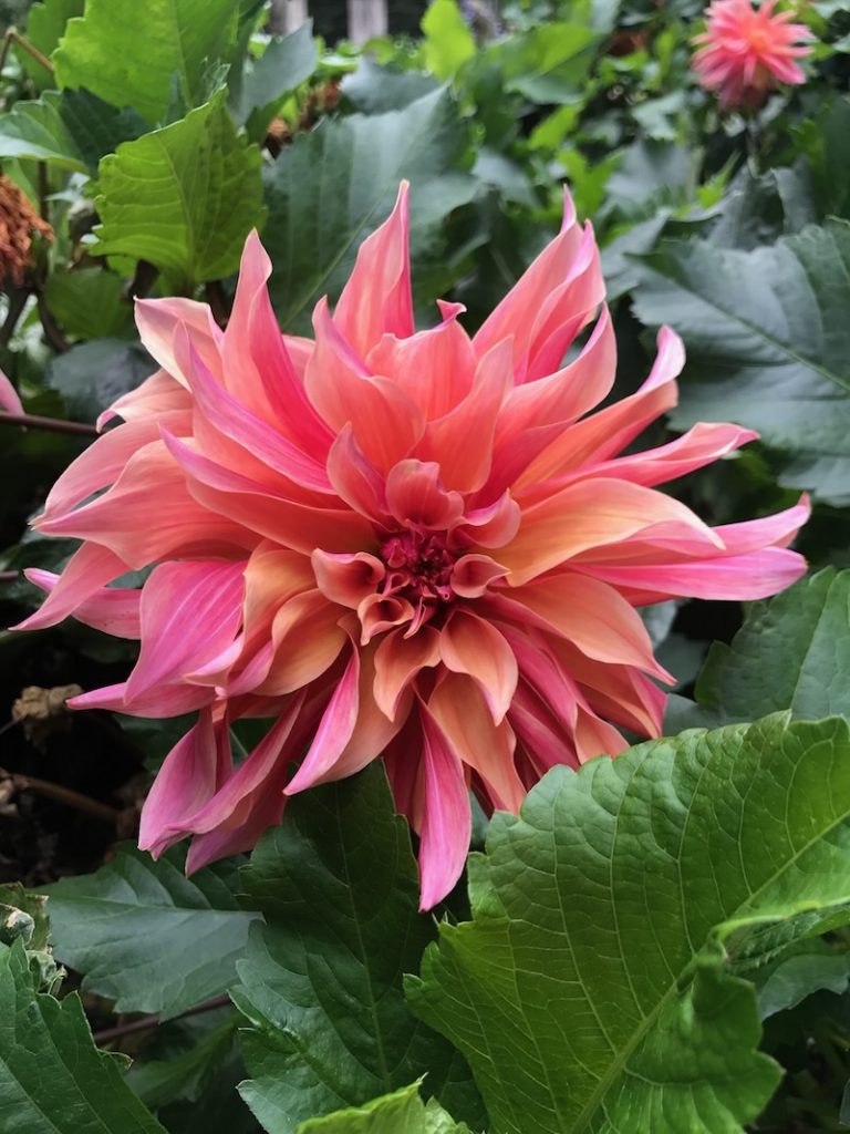 Dahlia 'Labyrinth', Dinnerplate | Online Flower Garden
