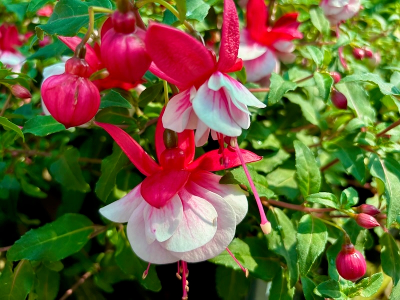 Fuchsia ‘Ballerina Arabesque’ | Online Flower Garden