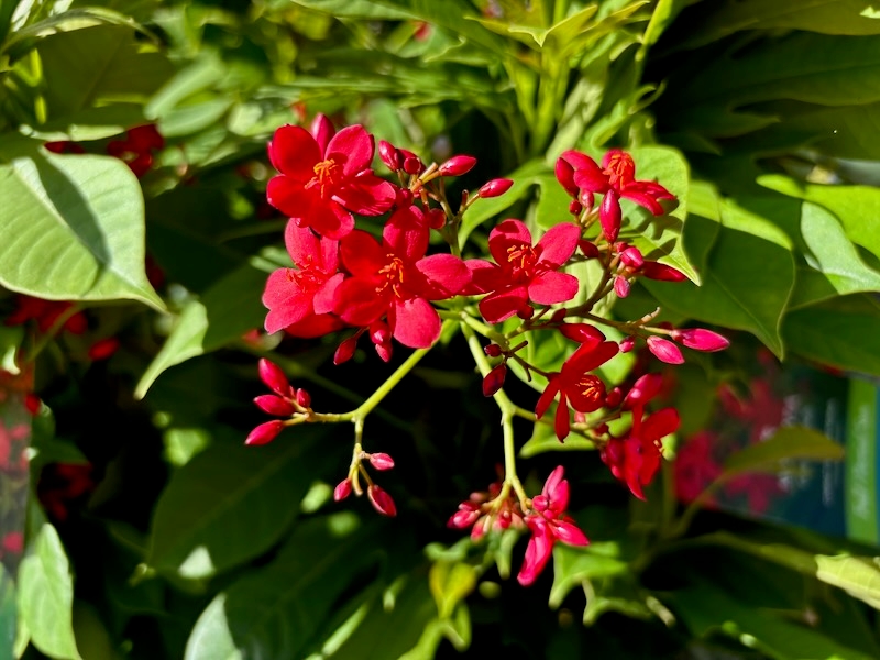 Jatropha integerrima 'Compacta' | Online Flower Garden