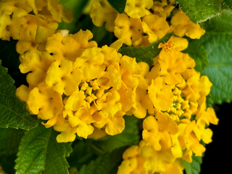 Lantana 'Lucky™ Yellow' | Online Flower Garden