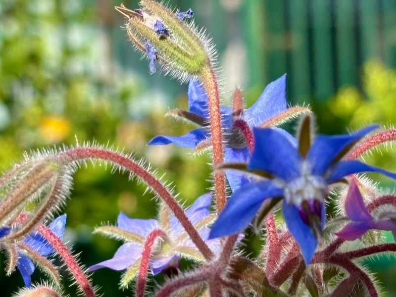 Borago officinalis or Borage | Online Flower Garden