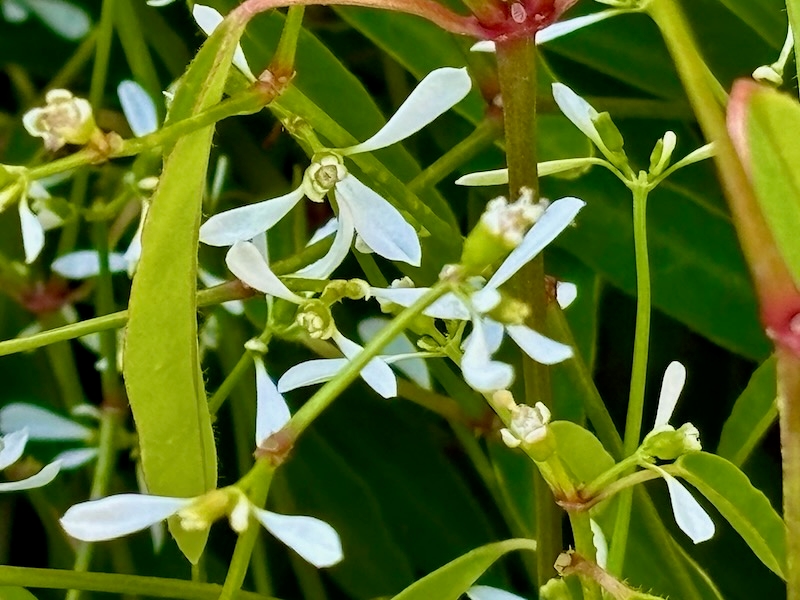Euphorbia hypericifolia 'Breathless® White'