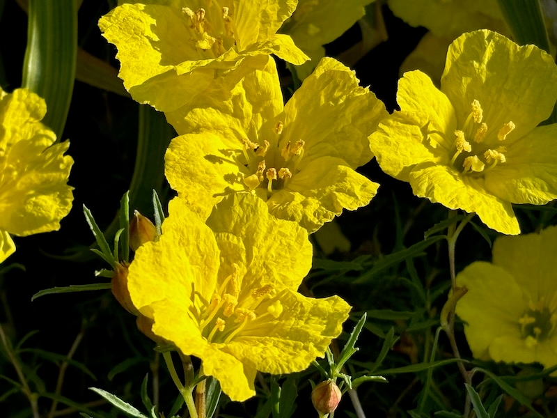 Calylophus hartwegii ‘Texas Gold’ | Online Flower Garden