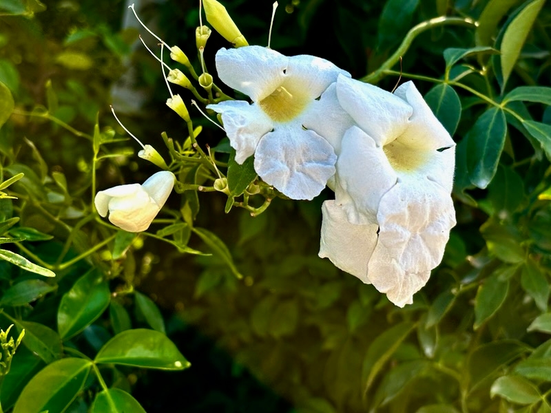 Pandorea jasminoides 'Lady Di' | Online Flower Garden