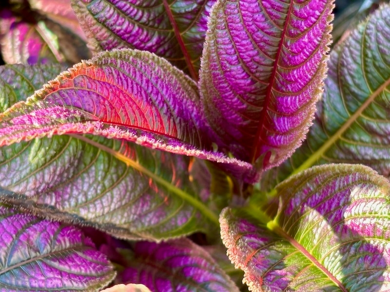 Strobilanthes dyerianus or Persian Shield