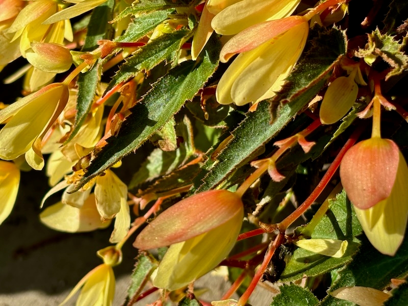 Begonia boliviensis 'Bossa Nova® Yellow' | Cascading Begonia
