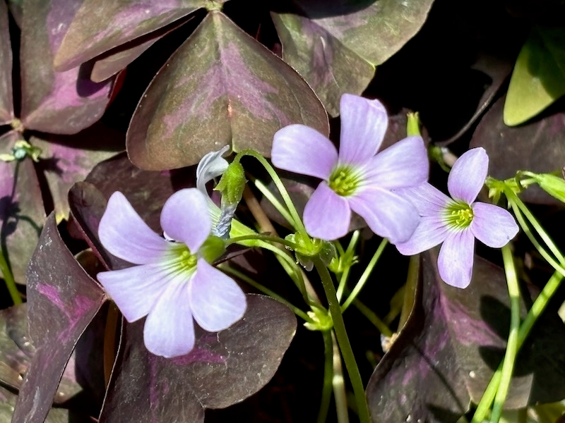 Oxalis triangularis Purple Shamrock | Online Flower Garden