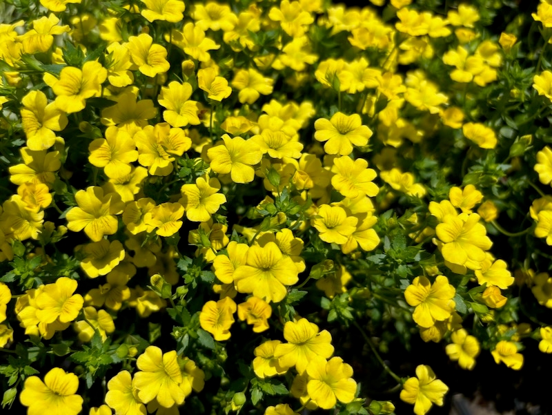 Mecardonia ‘Little Sunshine’ | Online Flower Garden