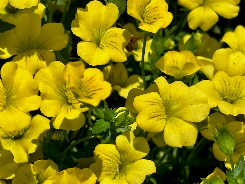 Mecardonia ‘Little Sunshine’ | Online Flower Garden