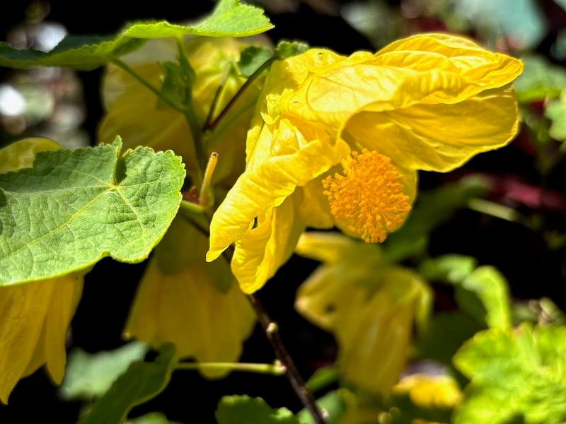 Abutilon ‘Lucky Lantern Yellow’ | Online Flower Garden