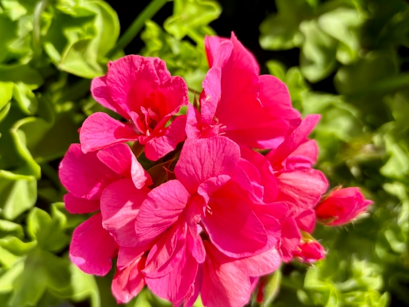Precision™ Pink Flamingo Ivy Geranium | Online Flower Garden