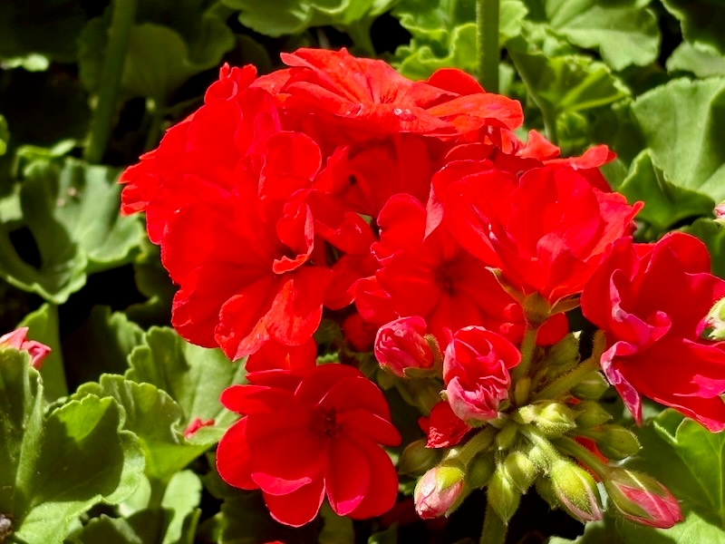 Pelargonium 'Dynamo™ Orange' | Online Flower Garden