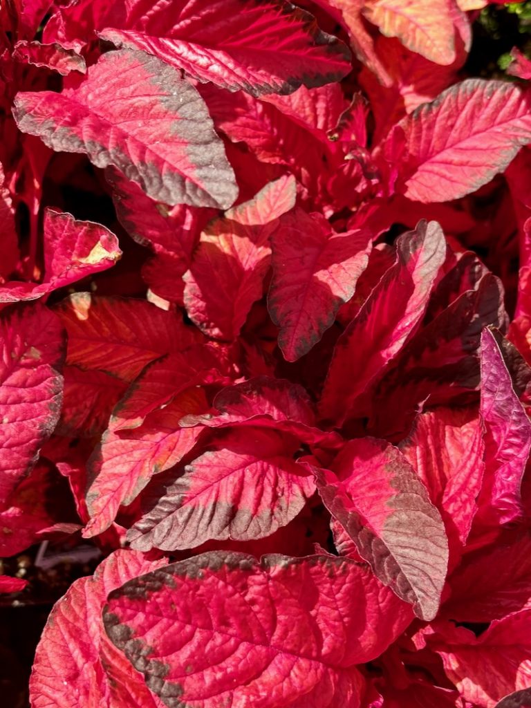 Amaranthus tricolor ‘Early Splendor’ | Online Flower Garden
