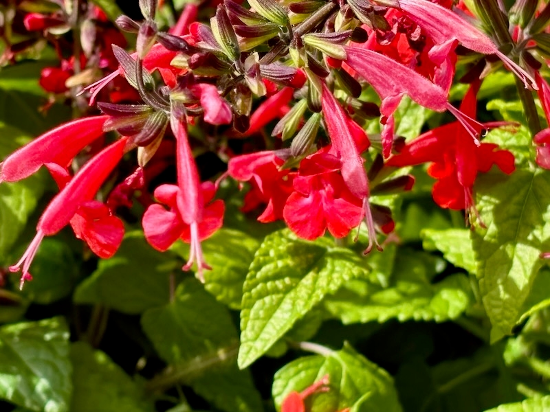 Salvia ‘Summer Jewel Red’ | Online Flower Garden