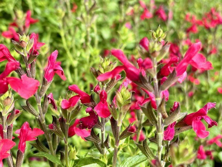Salvia greggii 'Radio Red' | Online Flower Garden