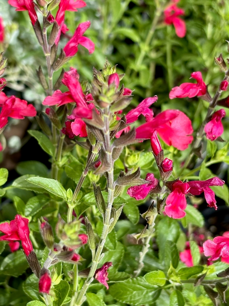 Salvia greggii 'Radio Red' | Online Flower Garden