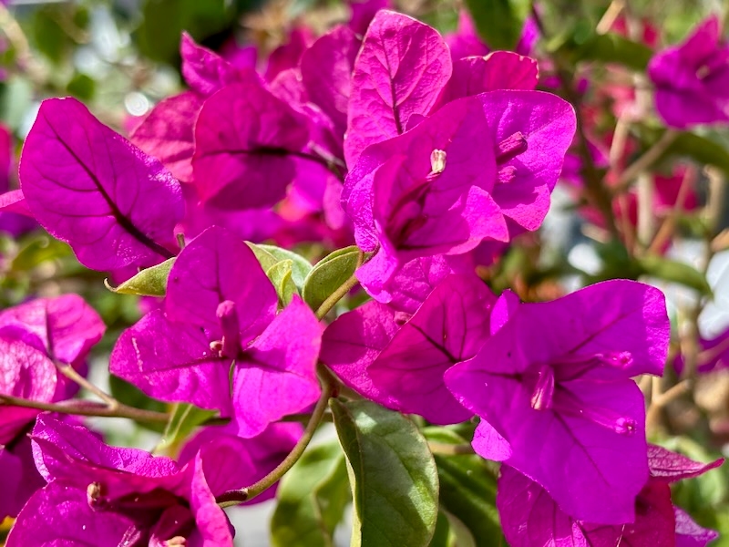 Bougainvillea 'Elizabeth Angus' | Online Flower Garden