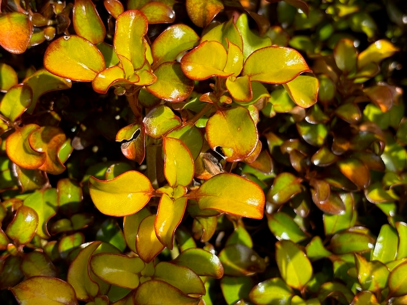 Coprosma ‘Pina Colada’ | Online Flower Garden