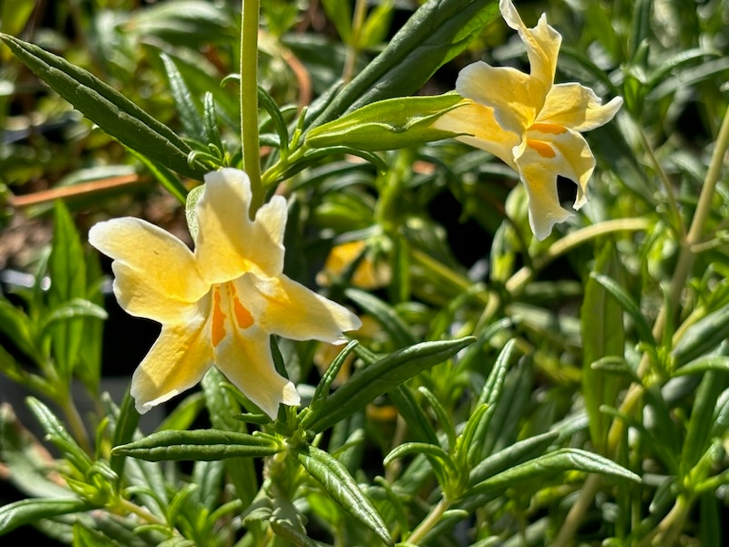 Diplacus 'Eleanor' formerly Mimulus 'Eleanor