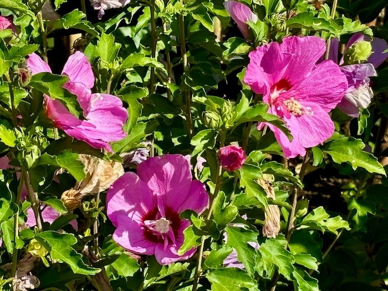Hibiscus 'Chateau™ d'Amboise' | Online Flower Garden