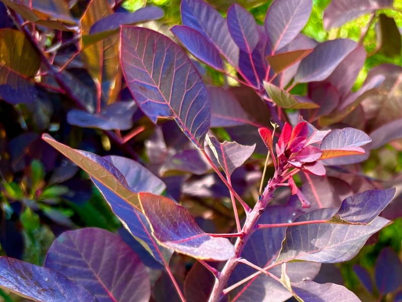 Cotinus coggygria 'Royal Purple' | Online Flower Garden