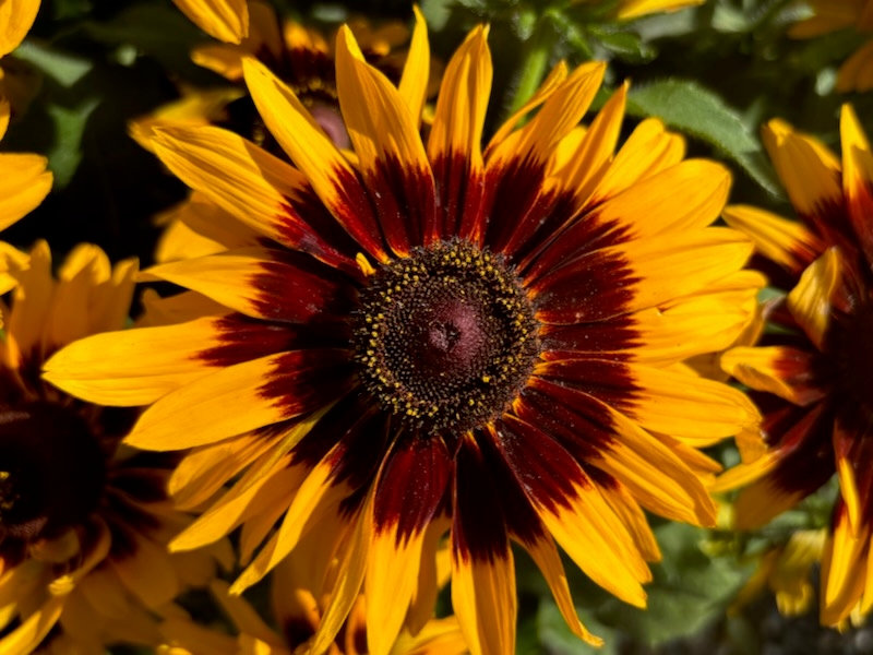 Rudbeckia ‘Denver Daisy’ | Online Flower Garden