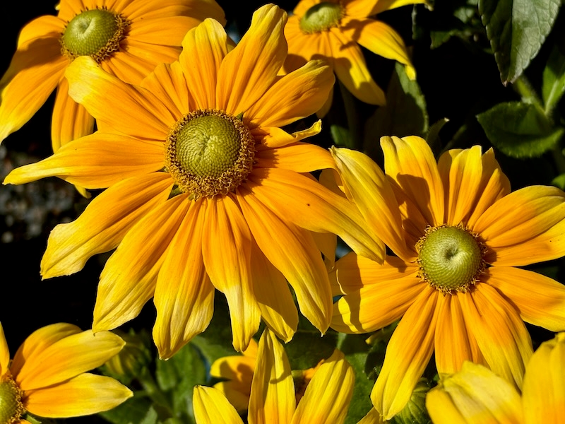 Rudbeckia 'Prairie Sun' | Online Flower Garden