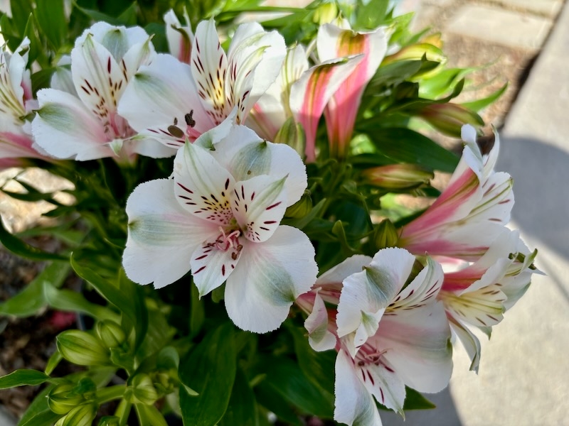 Alstroemeria 'Inca Tirol' | Online Flower Garden